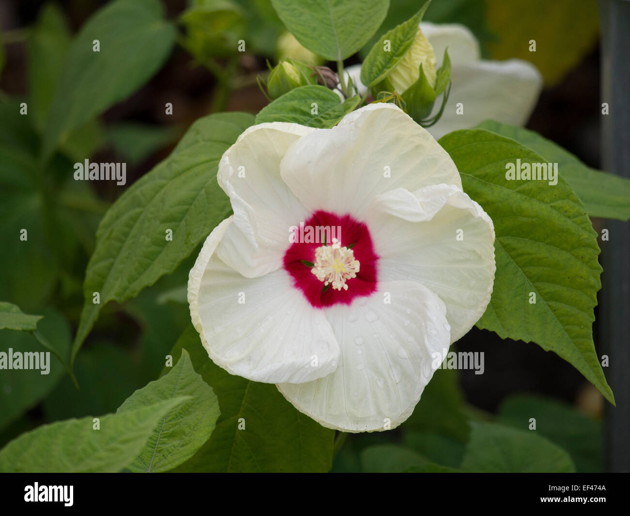 Hibiscus in bloom Stock Photo - Alamy