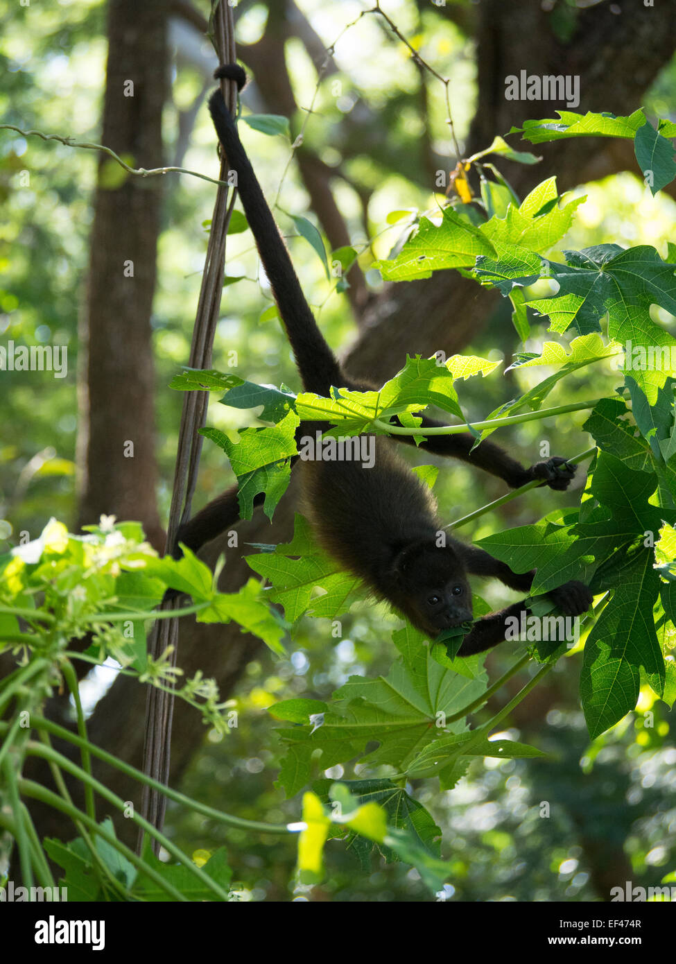 Howling monkey eating Stock Photo - Alamy