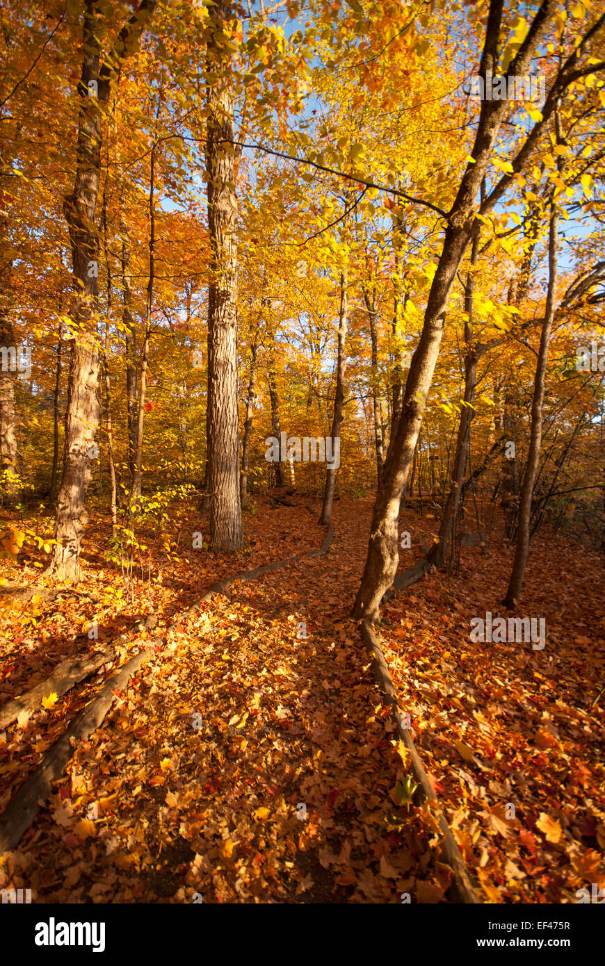 trees in the woods Stock Photo - Alamy
