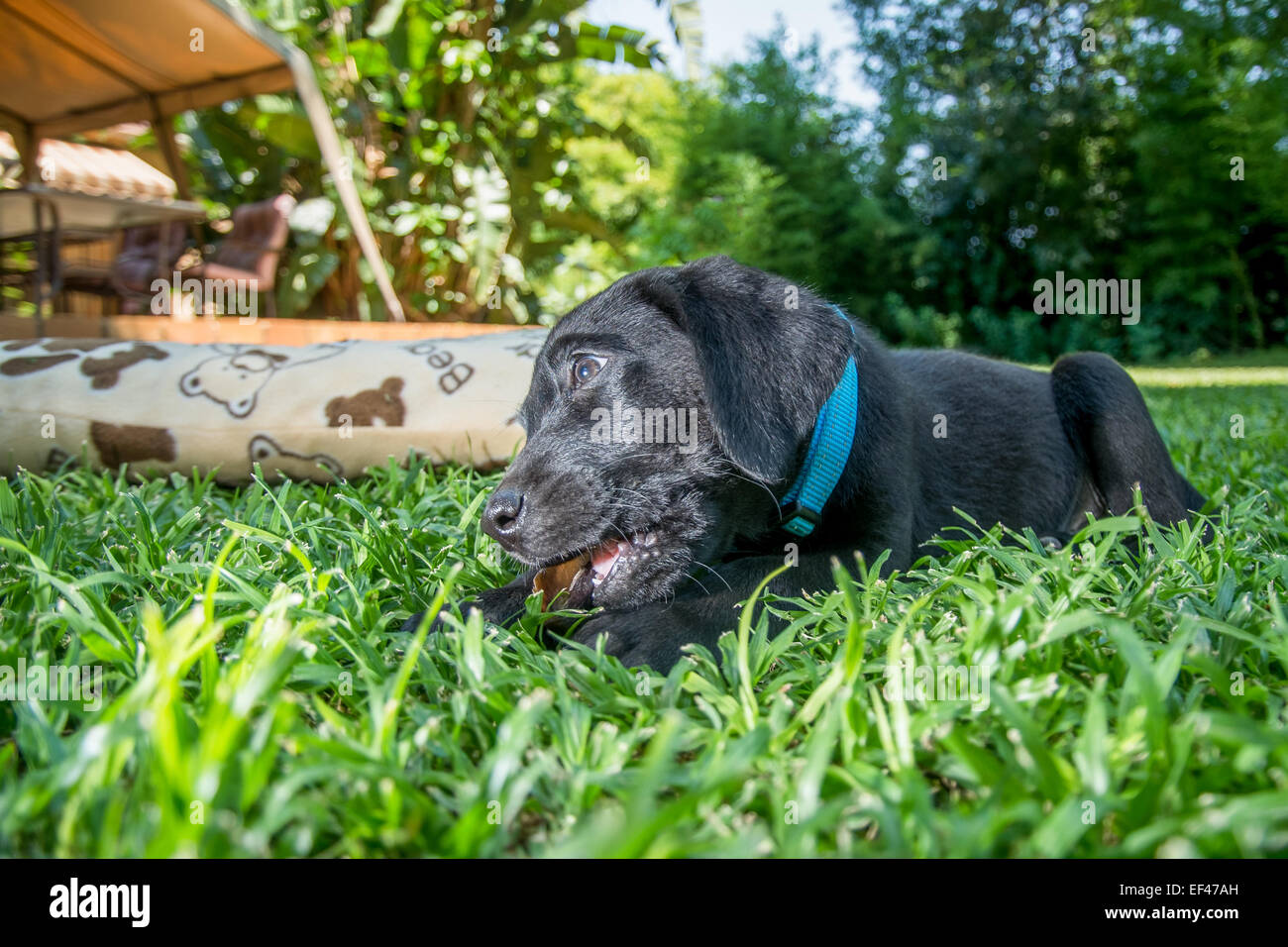 Labrador lawn hi-res stock photography and images - Alamy