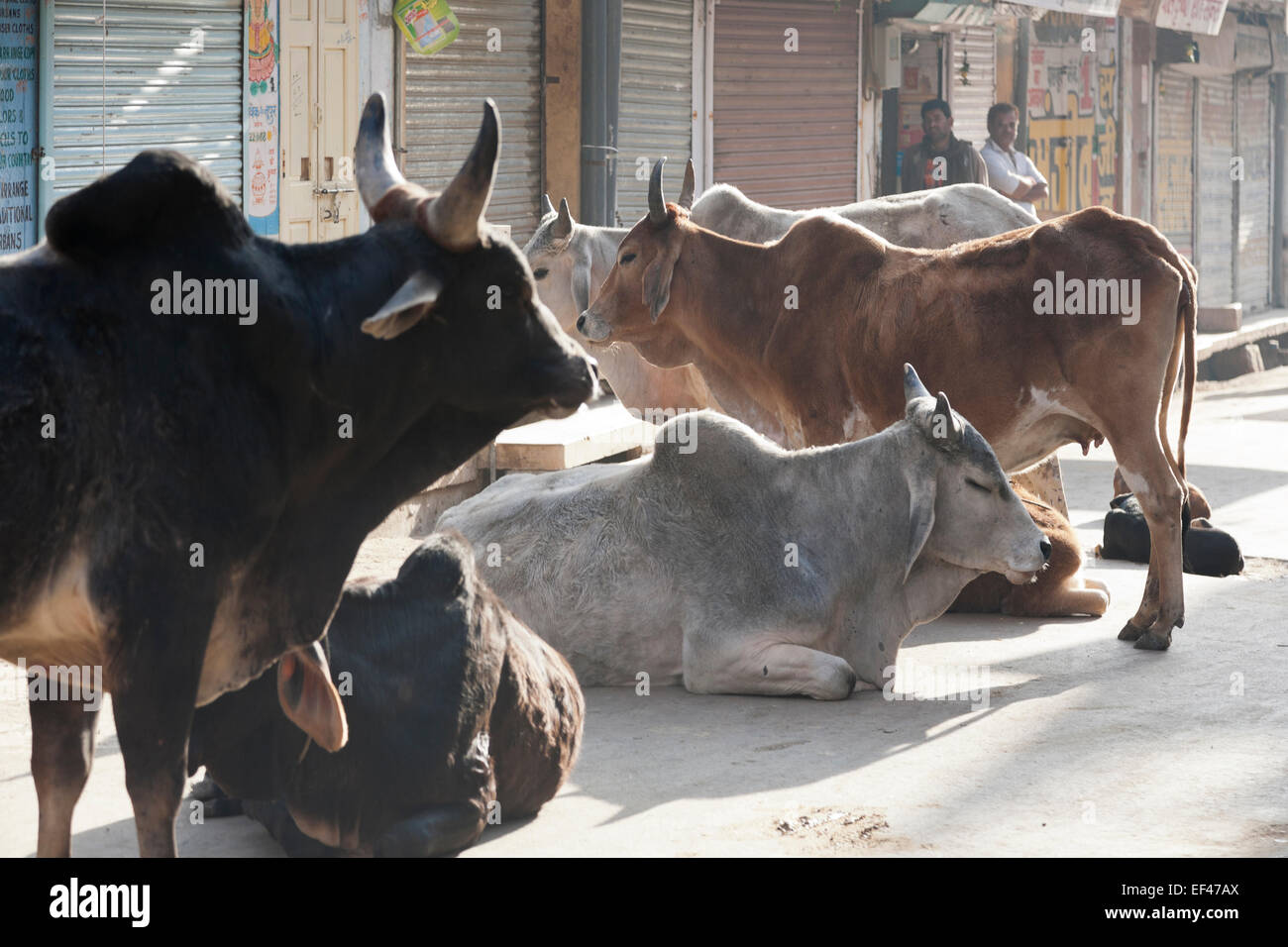 Jaisalmer, Rajasthan, India. Holy cows, main bazaar, early morning ...