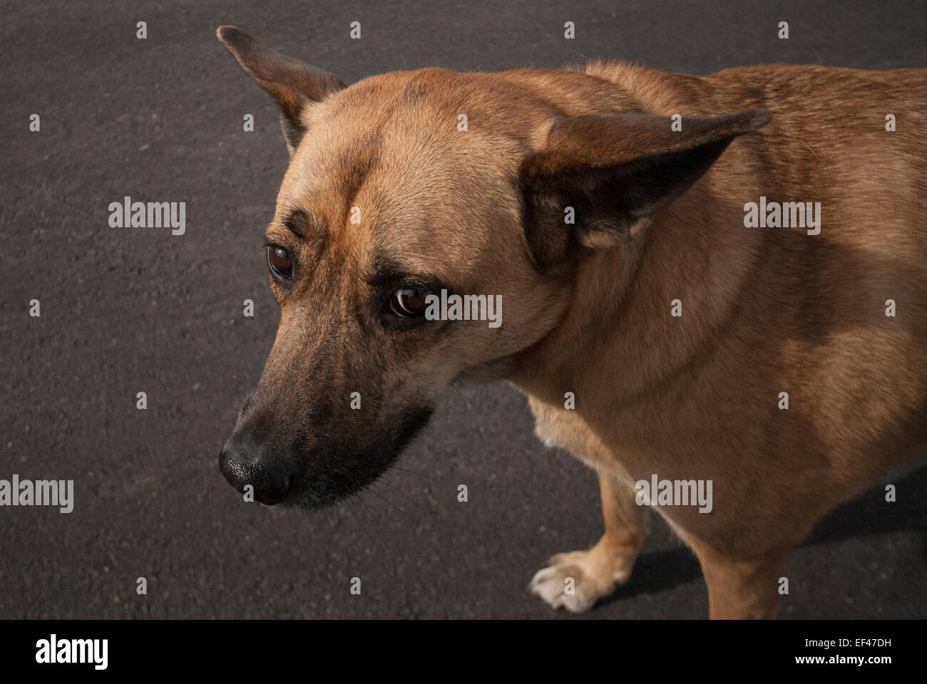 Young german sheppard mixed boxer young female Stock Photo - Alamy