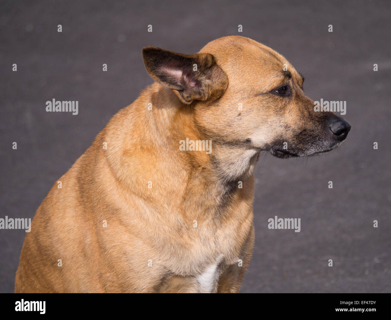 Young german shepard mixed boxer young female Stock Photo - Alamy