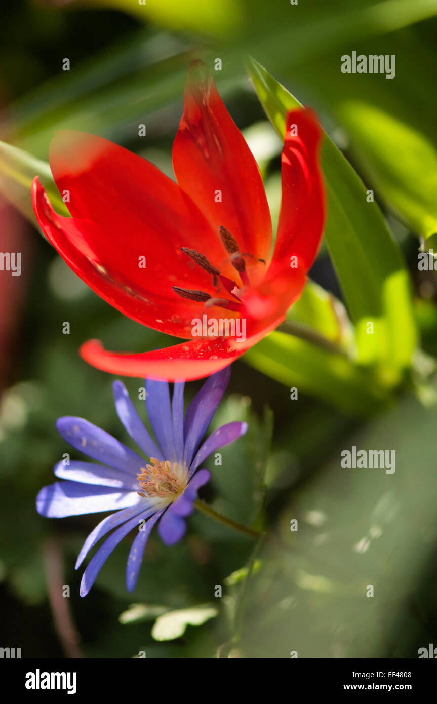 Red windflower hi-res stock photography and images - Alamy