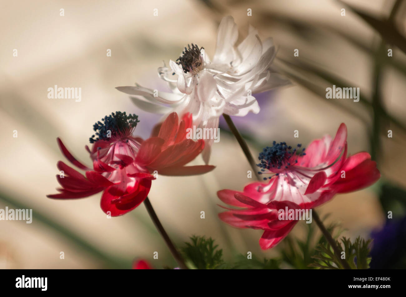 Anemone coronaria group St. Brigid. Spanish Marigold Stock Photo - Alamy