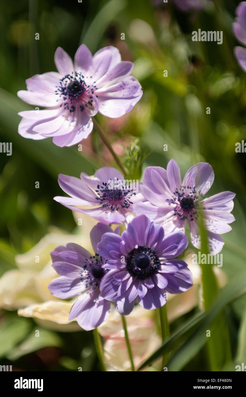 Anemone coronaria group St. Brigid. Spanish Marigold Stock Photo - Alamy