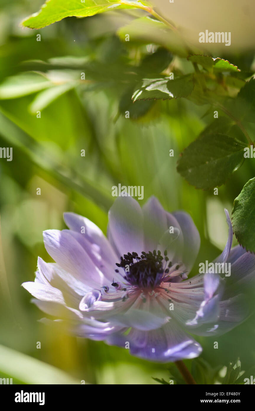 St brigid hi-res stock photography and images - Alamy