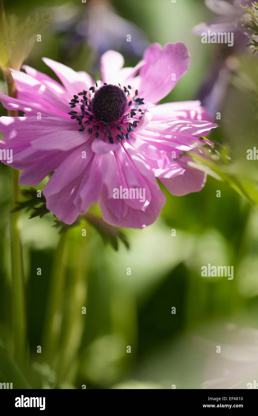 Anemone coronaria group St. Brigid. Spanish Marigold Stock Photo - Alamy