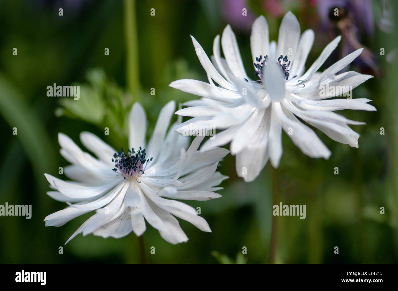 Anemone coronaria group St. Brigid. Spanish Marigold Stock Photo - Alamy