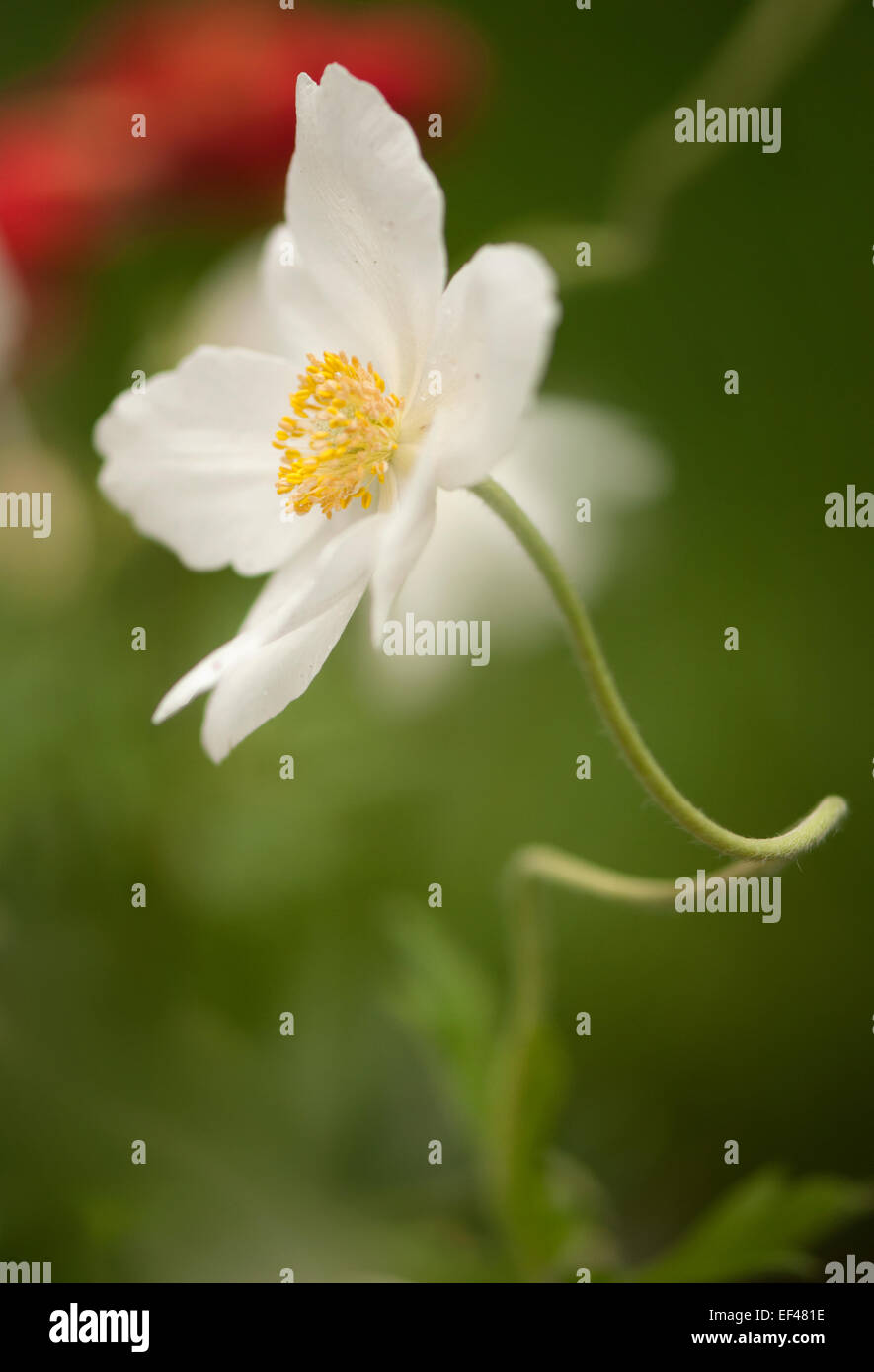 Anemone nemorosa. Early spring flowering plant with musky smell of the ...