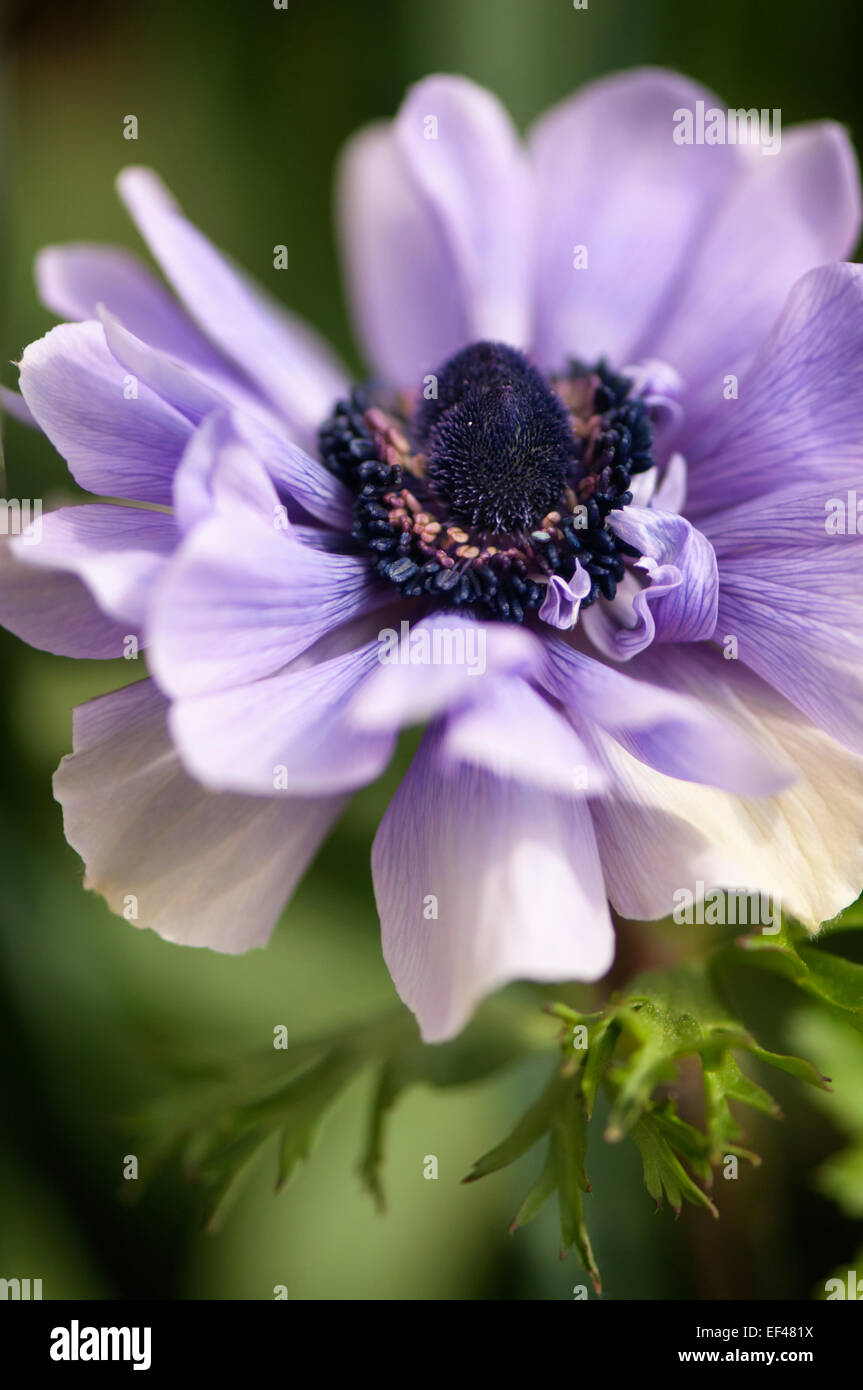 Anemone coronaria group St. Brigid. Spanish Marigold Stock Photo - Alamy