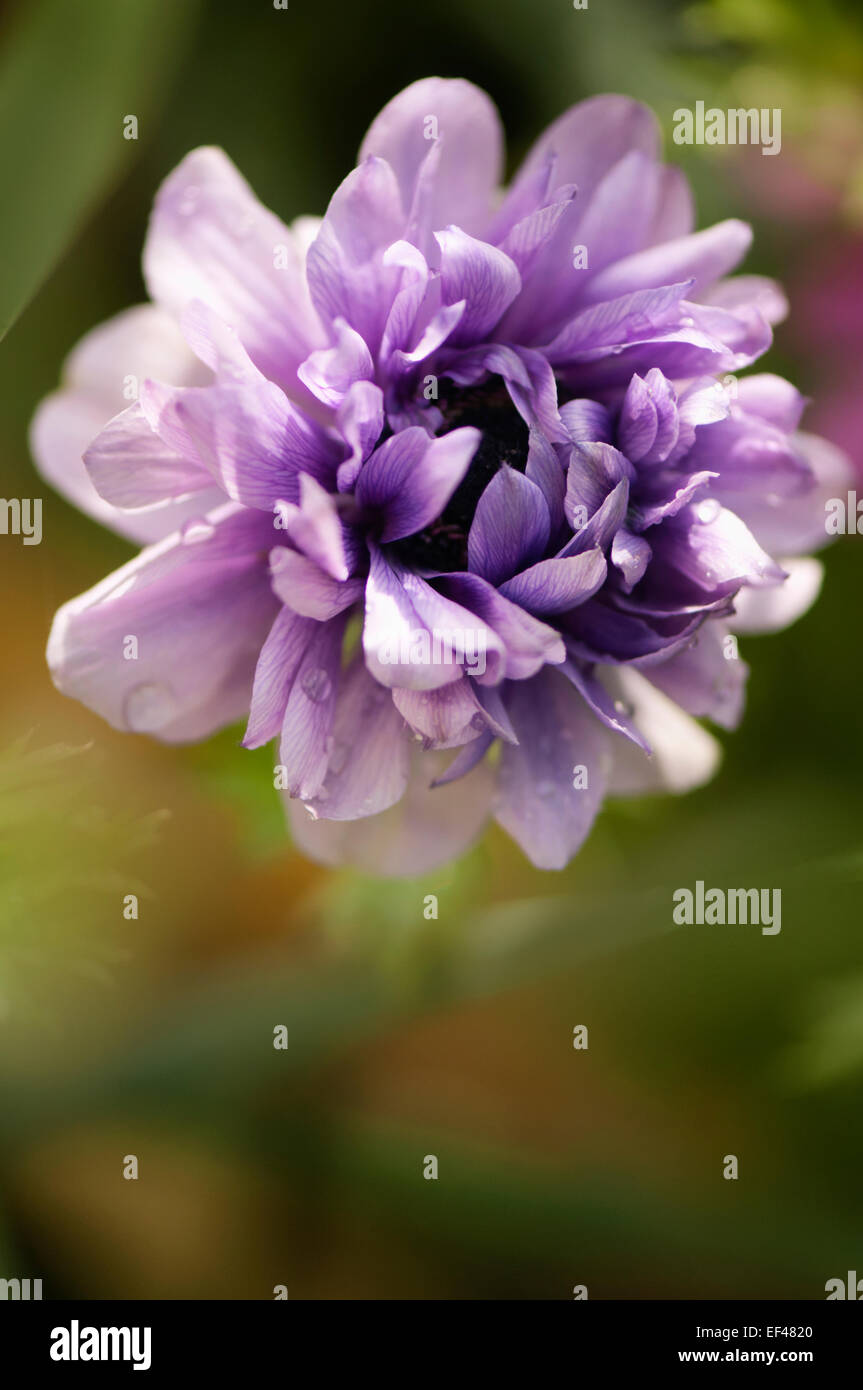 Anemone coronaria group St. Brigid. Spanish Marigold Stock Photo - Alamy