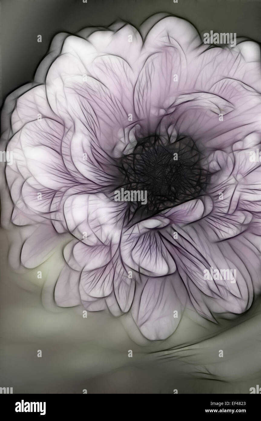 Anemone coronaria group St. Brigid. Spanish Marigold Stock Photo - Alamy