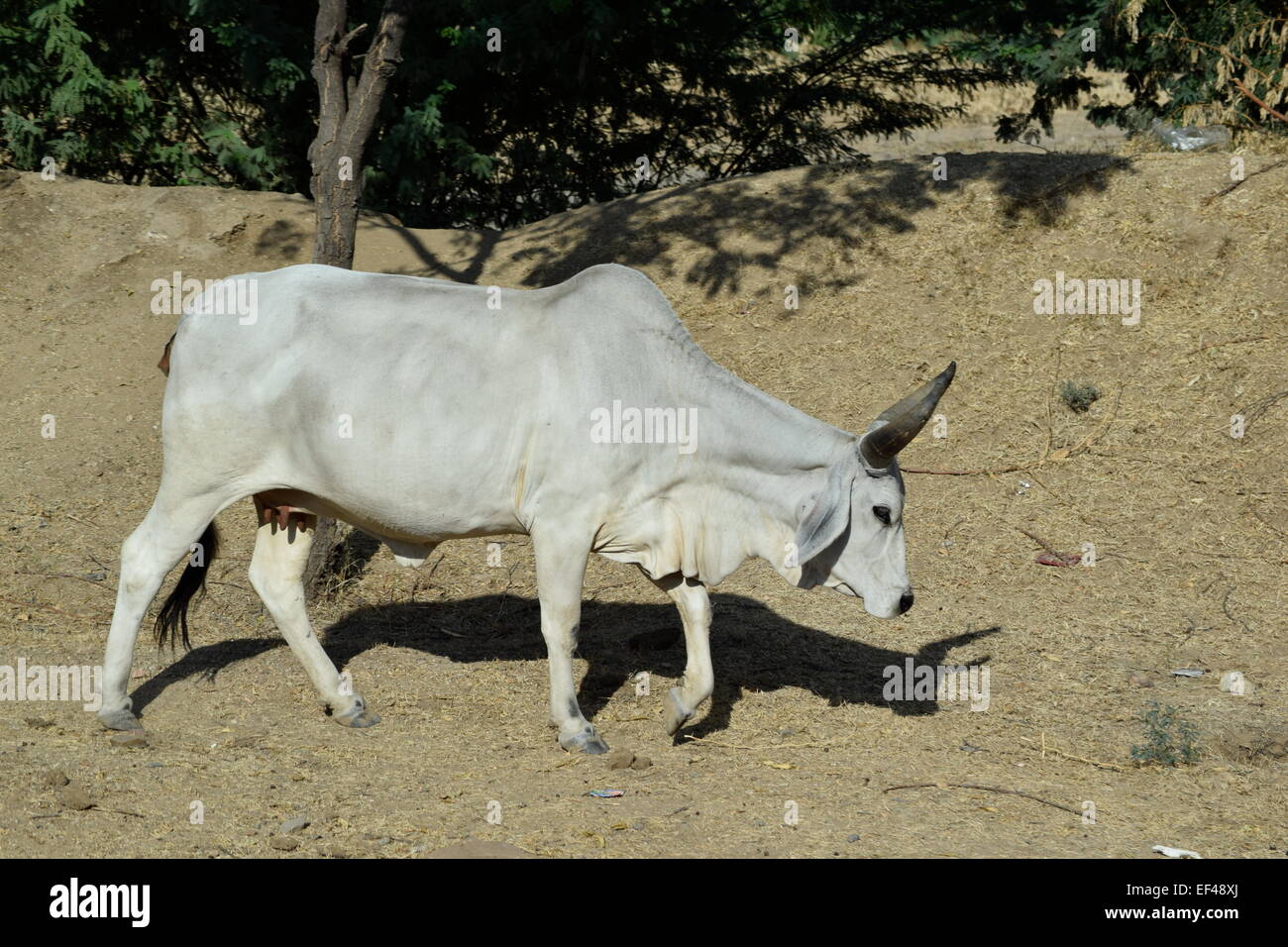 Cow shadow hi-res stock photography and images - Alamy