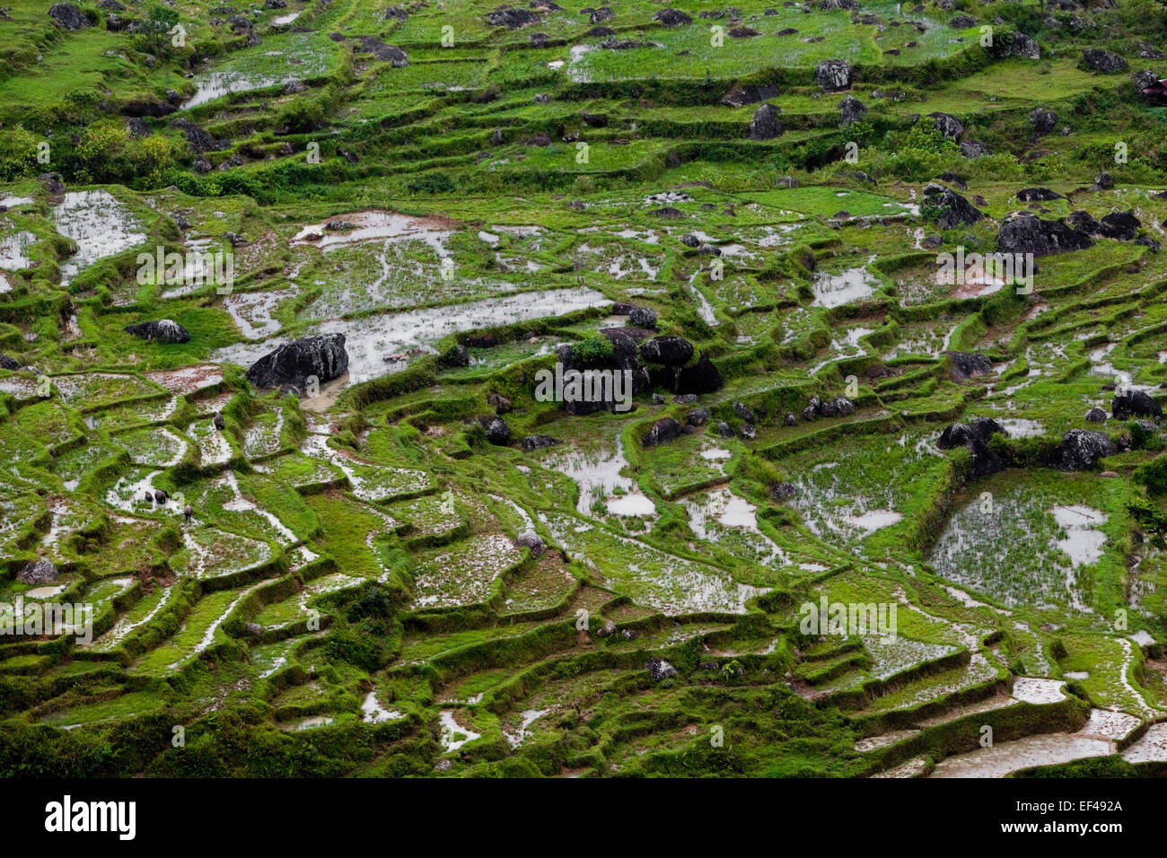 Rice Field Embankments High Resolution Stock Photography and Images - Alamy