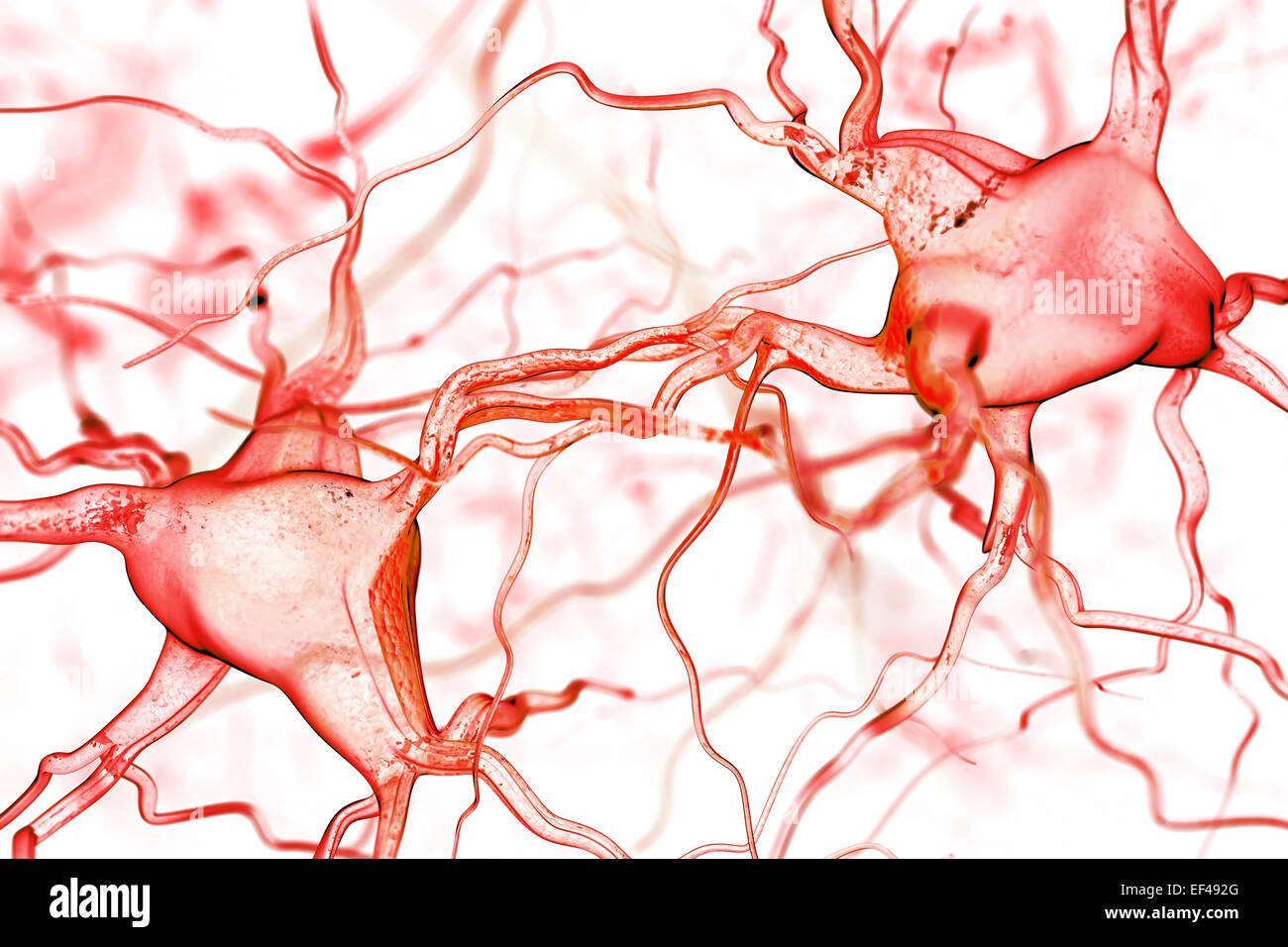 Brain Nerves Wallpaper