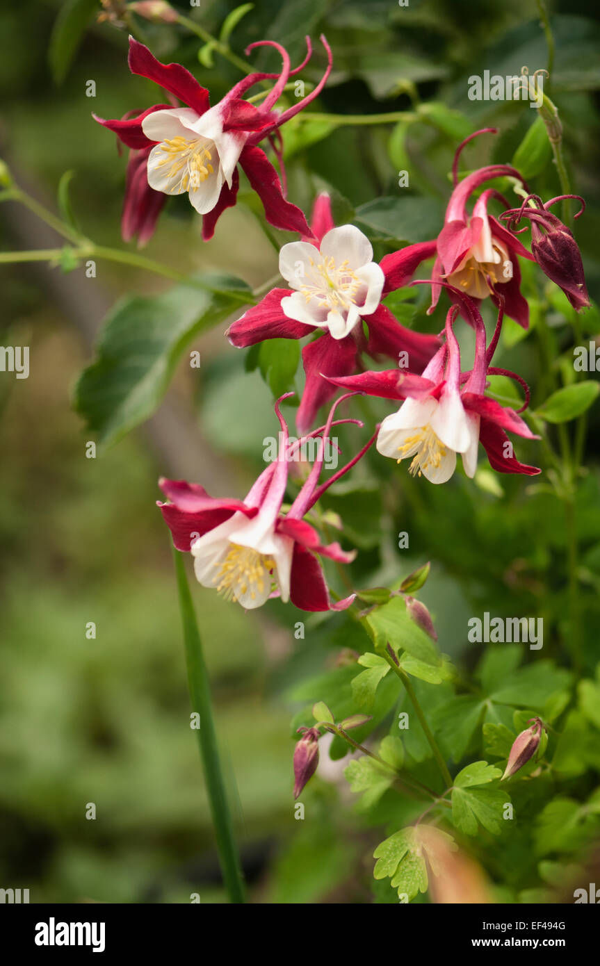 Granny S Bonnet Flower Close Up Aquilegia X Hybrida Stock Photo Alamy