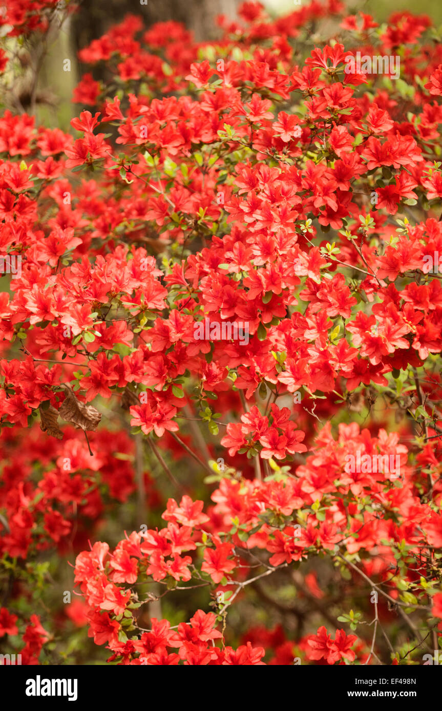 Flower pattern of vivid red rhododendron garden bush Stock Photo - Alamy