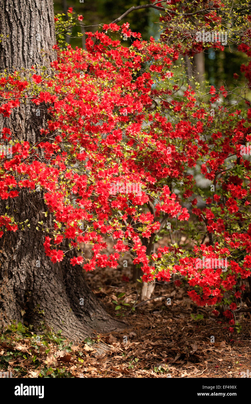 Flower pattern of vivid red rhododendron garden bush Stock Photo - Alamy