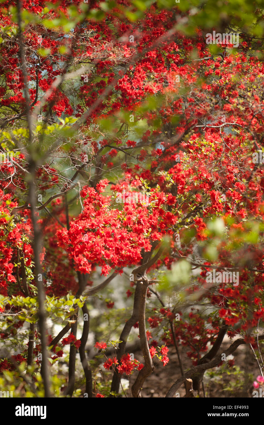 Flower pattern of vivid red rhododendron garden bush Stock Photo - Alamy
