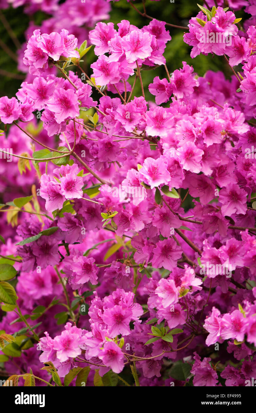 Vivid Pink rhododendron bush flower pattern Stock Photo - Alamy