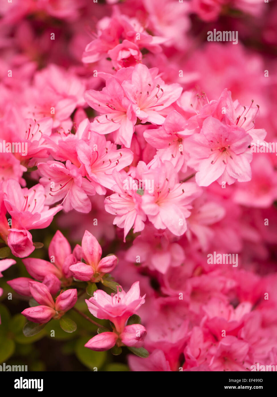 Blossoming rhododendron plant. Rose pink flowers Stock Photo - Alamy