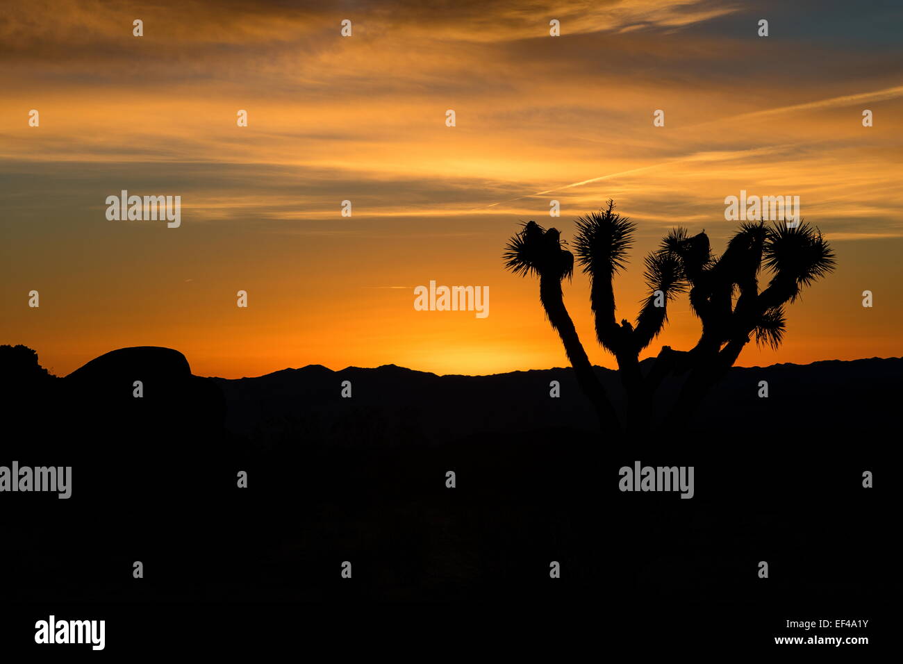 A Joshua tree silhouetted against a flaming golden red yellow and amber ...