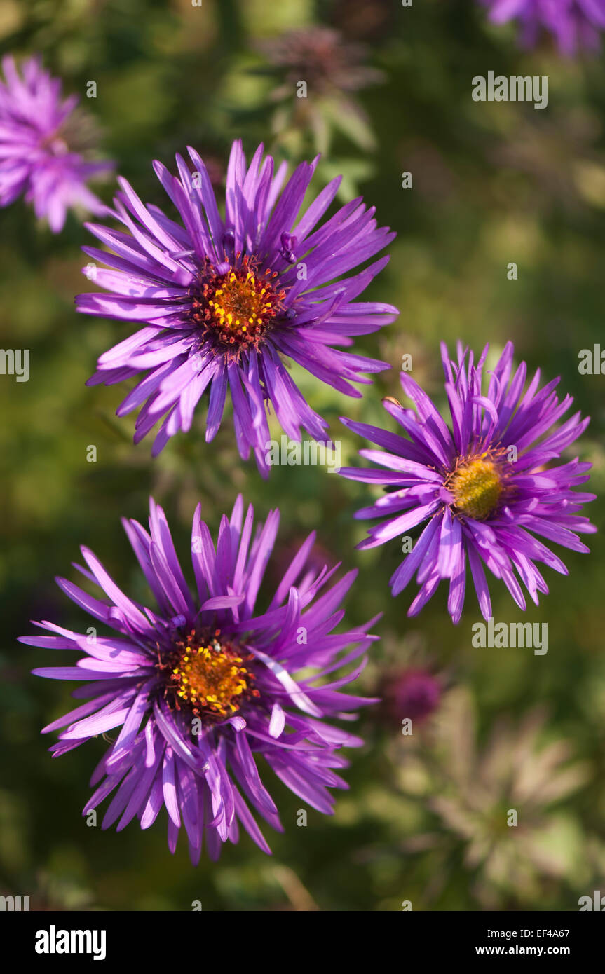 Growing plant of perennial aster flower in bloom in the fall Stock ...