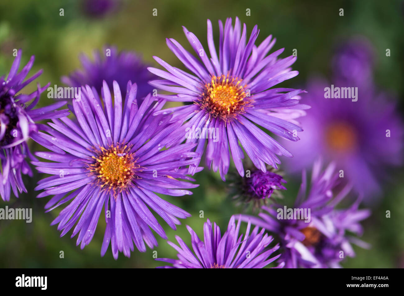 Ster hi-res stock photography and images - Alamy