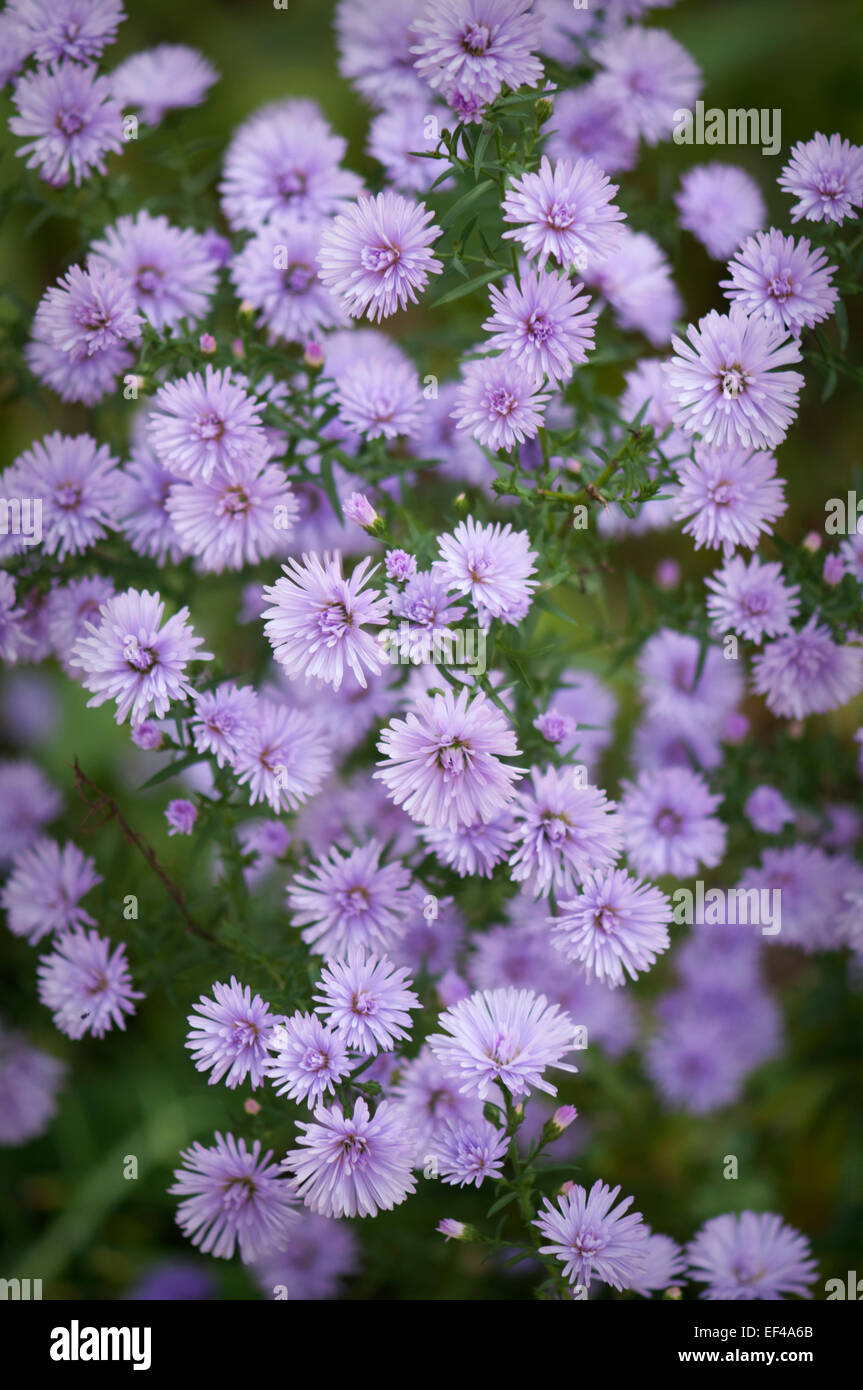 Growing plant of perennial aster flower in bloom in the fall Stock ...