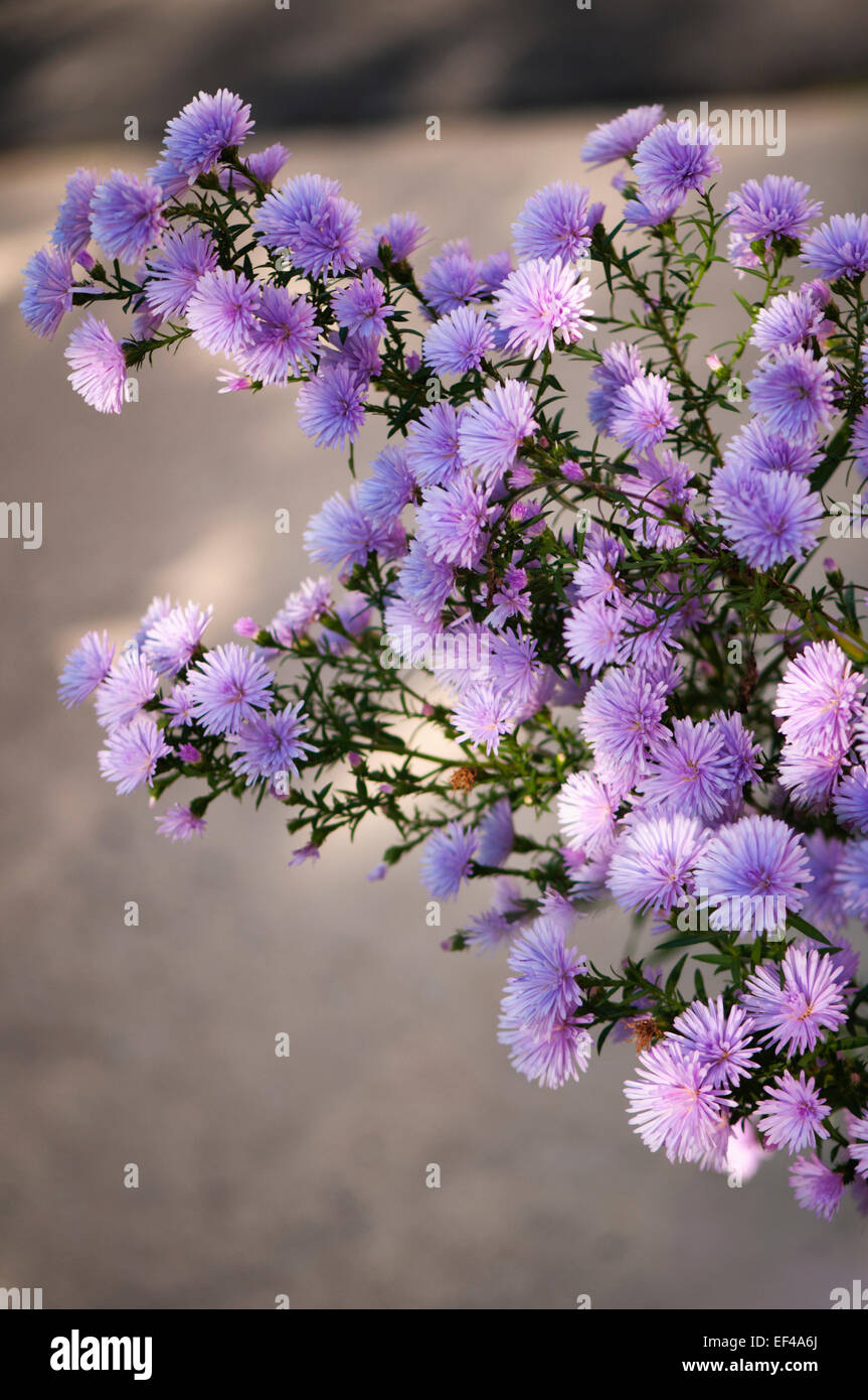 Growing plant of perennial aster flower in bloom in the fall Stock ...