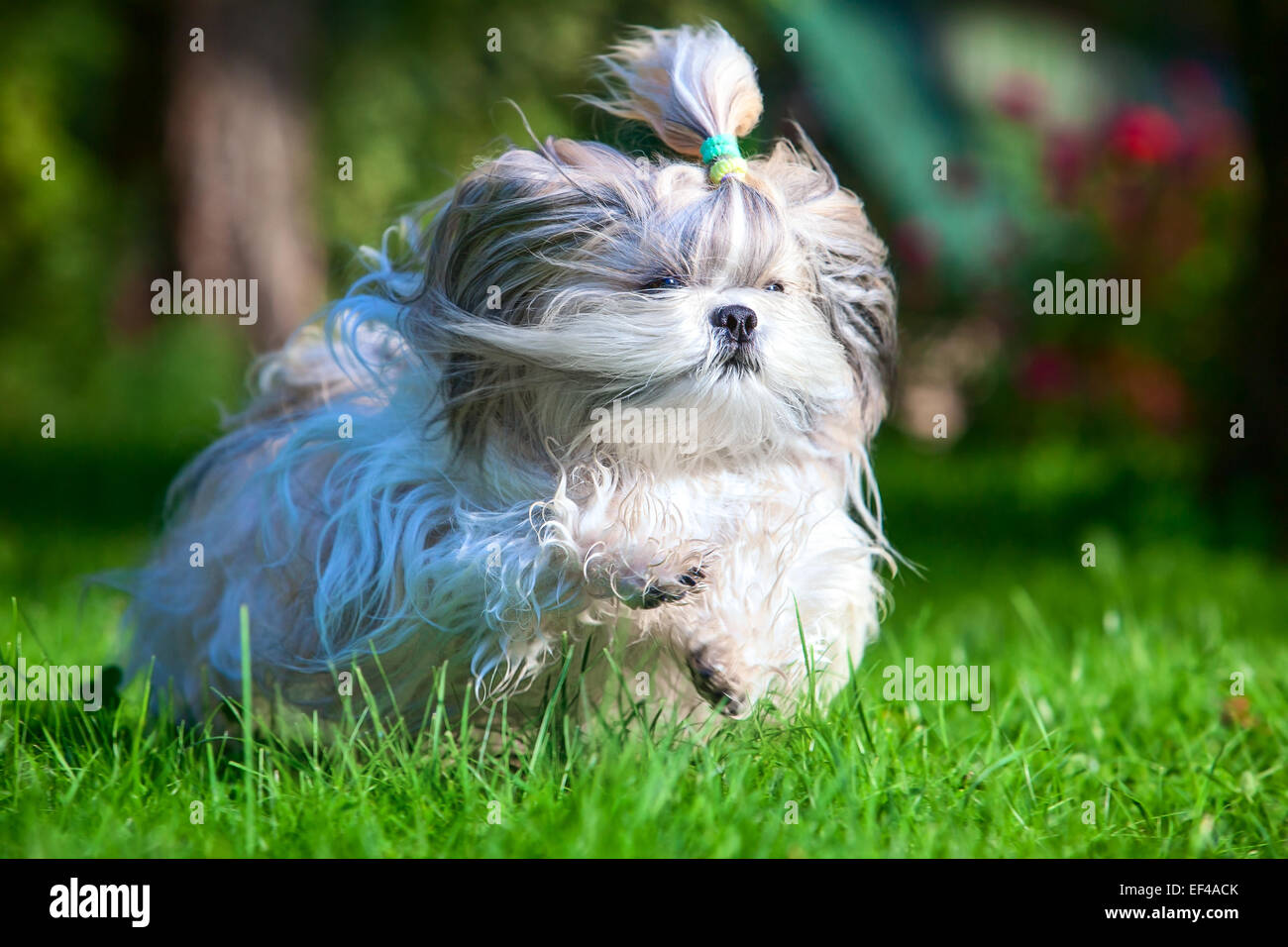 Shih tzu dog running in garden Stock Photo - Alamy