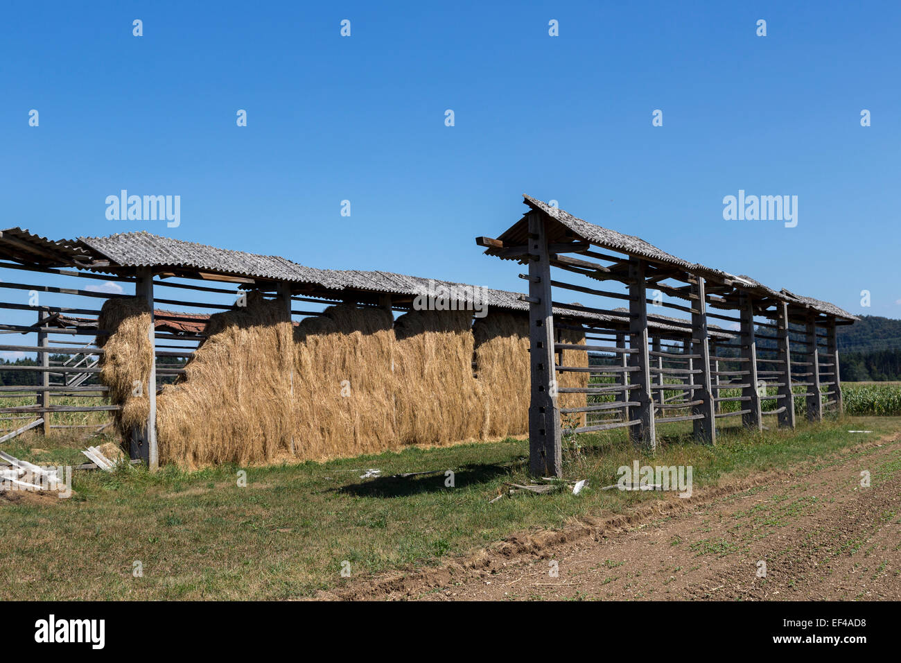 Traditional method of drying hay, Vodice, Slovenia Stock Photo - Alamy