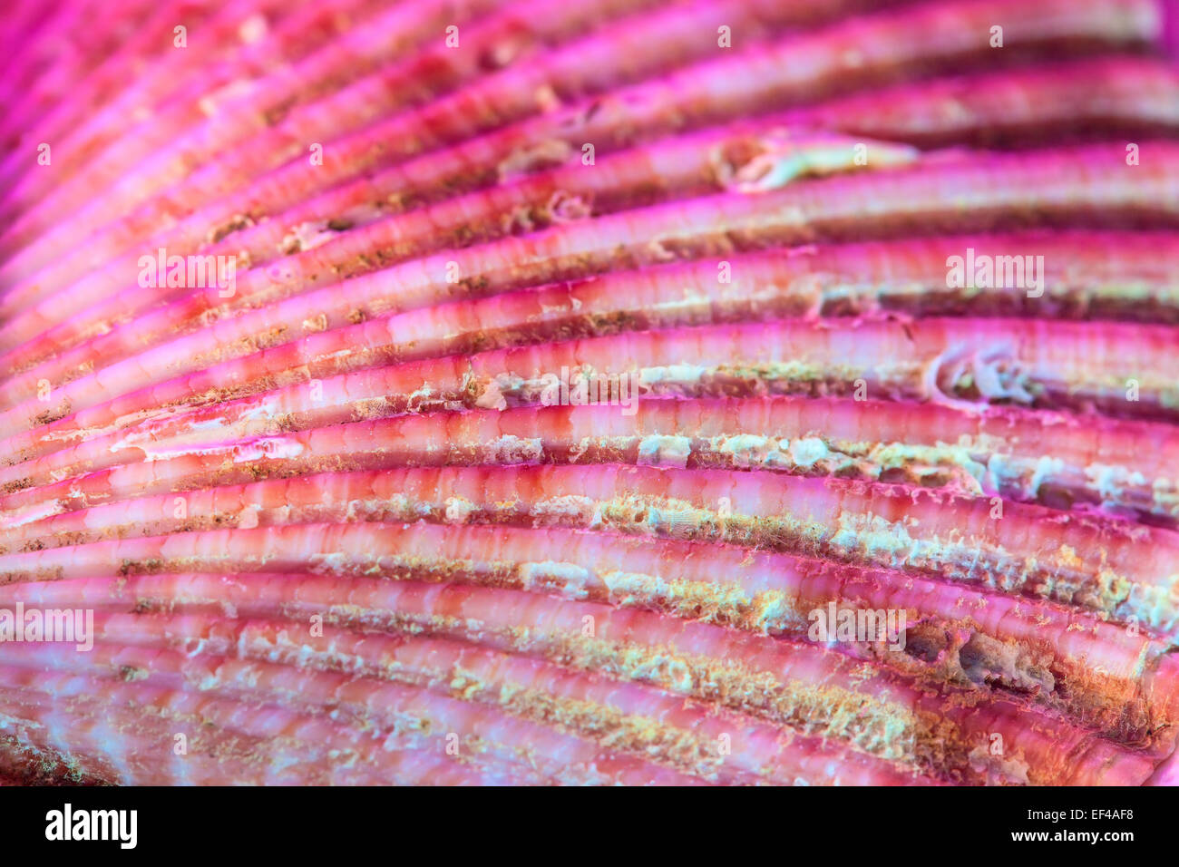 Seashells macro texture. Pink tint Stock Photo - Alamy