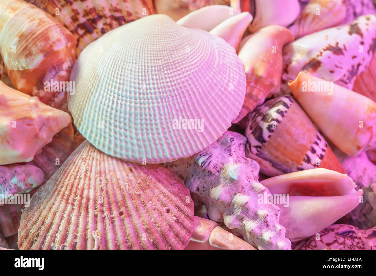 Seashells still life Stock Photo - Alamy