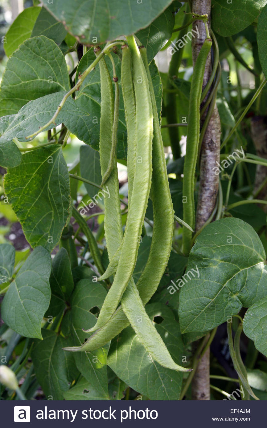 Runner Bean Stock Photos & Runner Bean Stock Images - Alamy