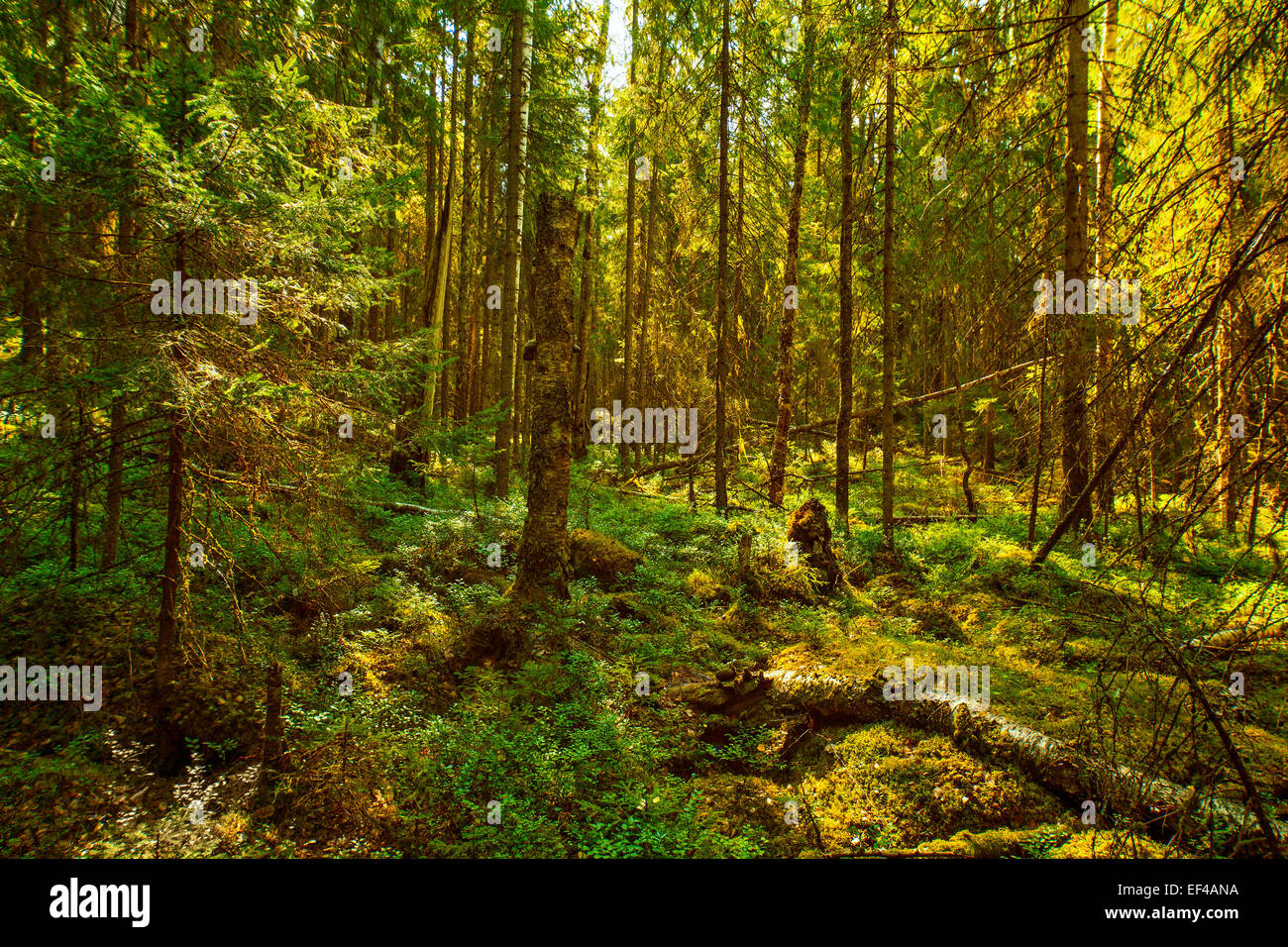 Wide angle in woods hi-res stock photography and images - Alamy