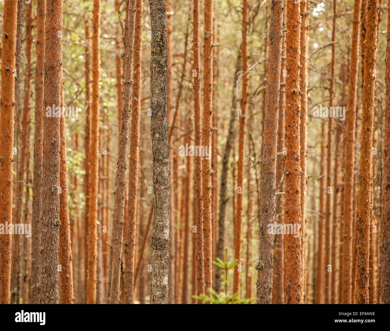 Pinewood forest. Trunks background Stock Photo - Alamy