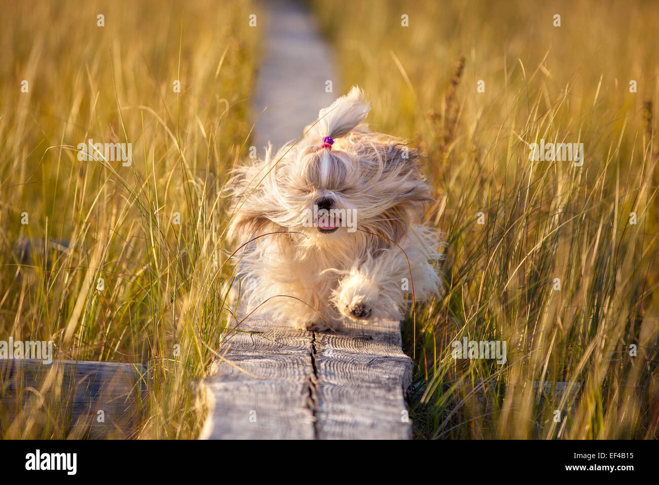 Shih-tzu dog running on wooden path at swamp with high grass. Yellow ...