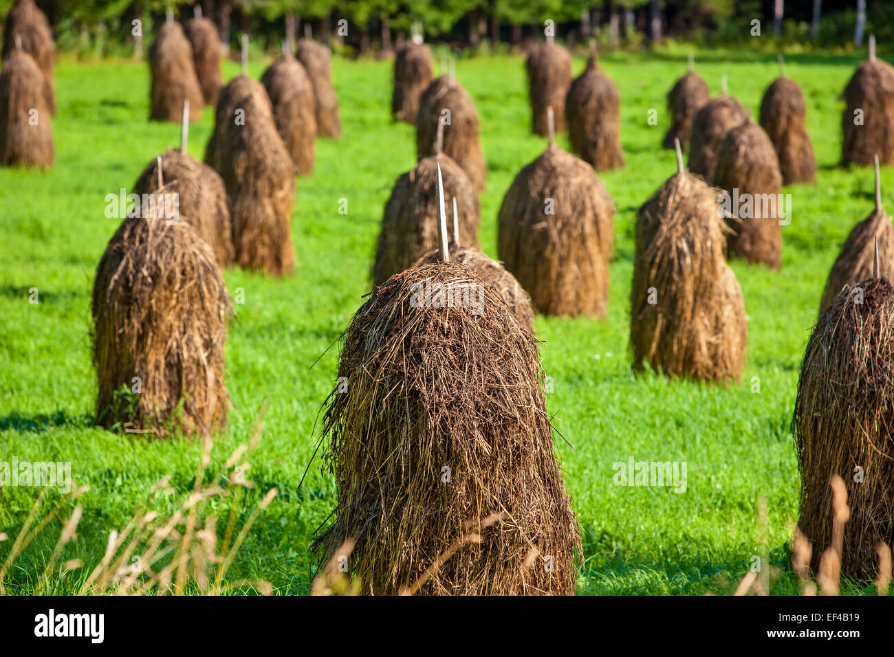 Green haystack hi-res stock photography and images - Alamy