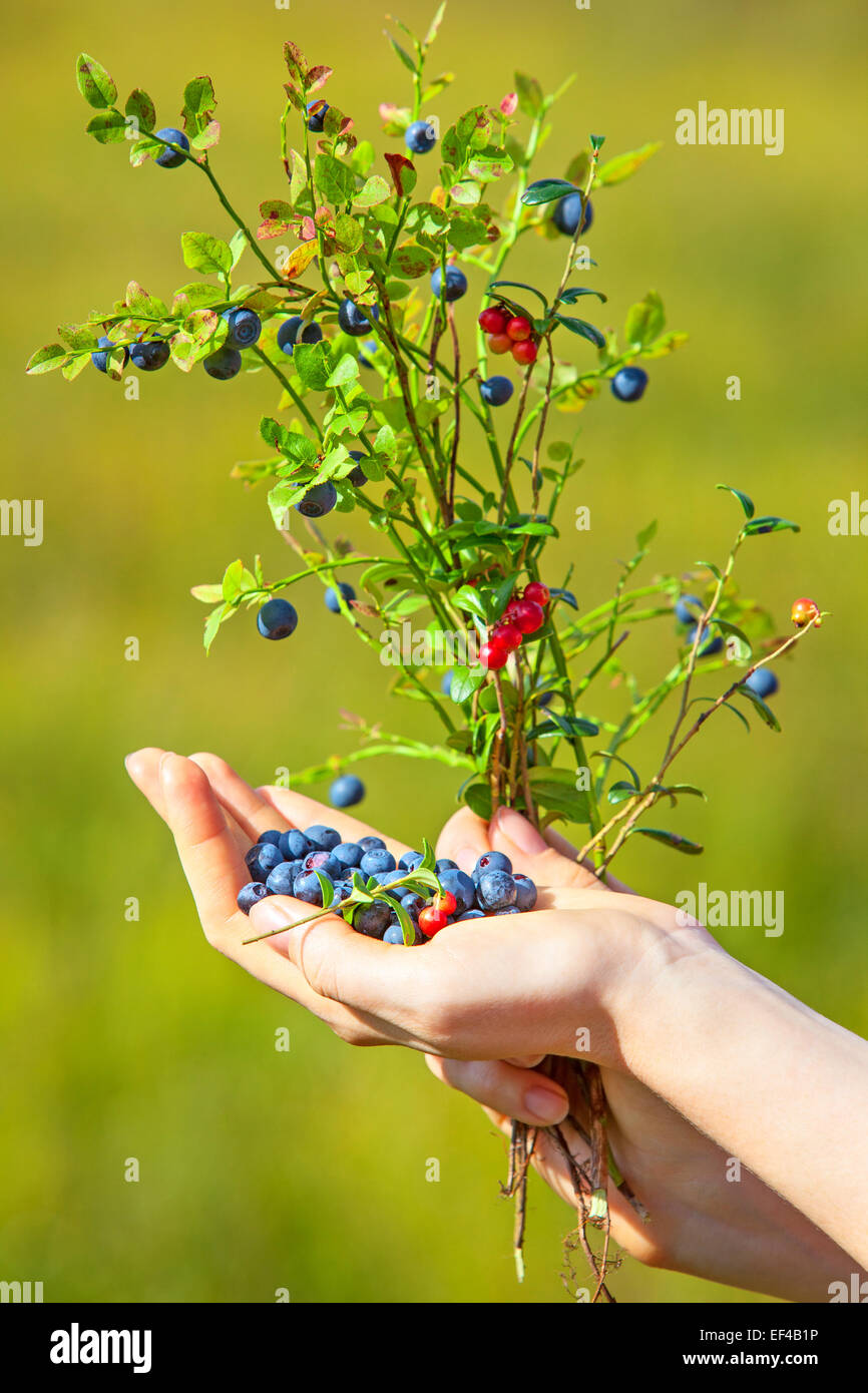 Young woman hand with blueberry and lingonberry bush. On green grass ...