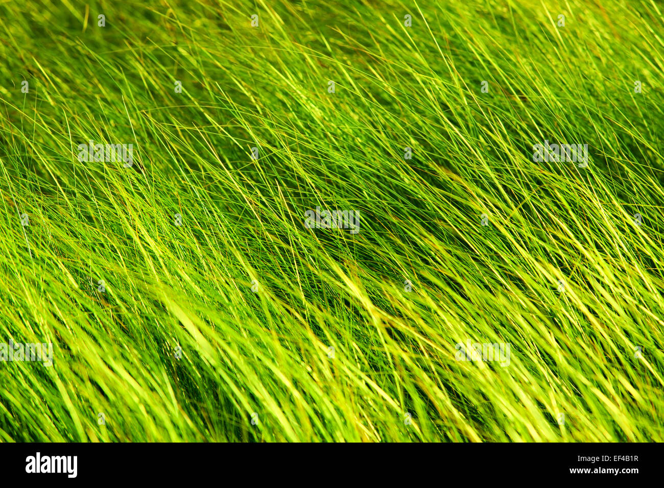 Green colors hi-res stock photography and images - Alamy