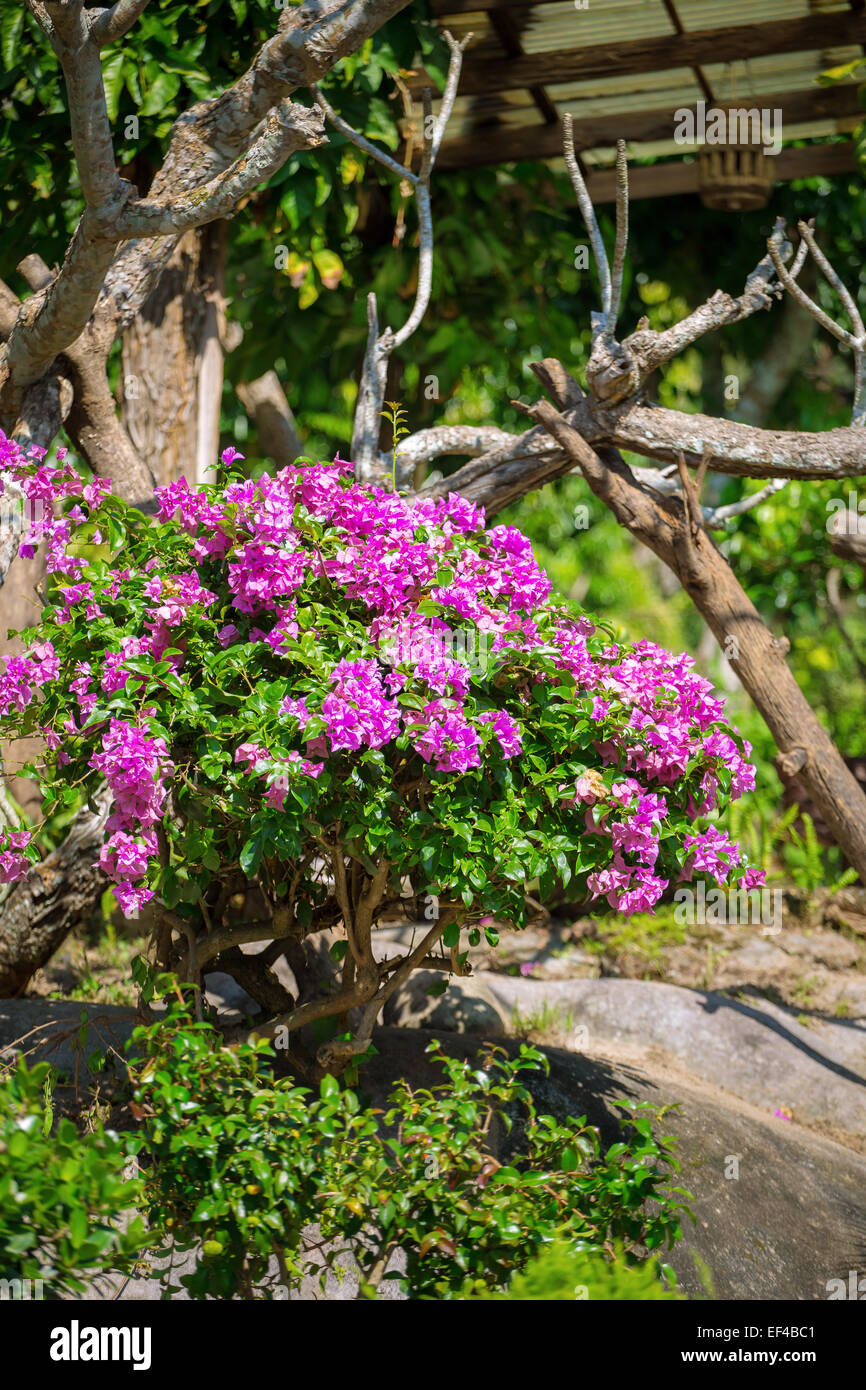 Outdoor garden flowers hi-res stock photography and images - Alamy