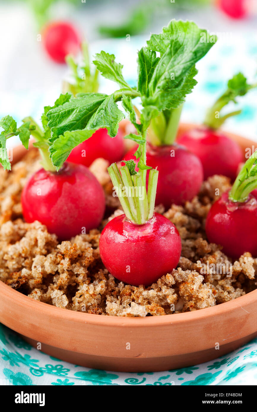 Appetizer with radish and cream cheese Stock Photo - Alamy