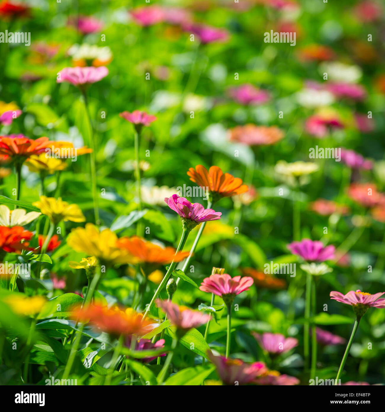 Beautiful pink meadow flowers hi-res stock photography and images - Alamy