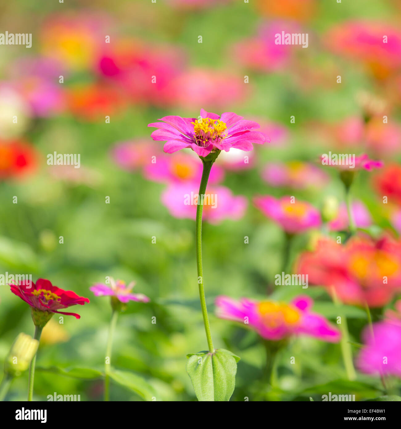 Beautiful pink meadow flowers hi-res stock photography and images - Alamy