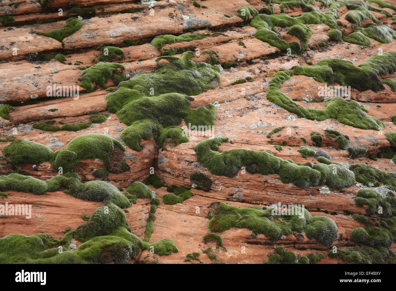 moss growing over red rocks in snow canyon state park, utah photo by ...