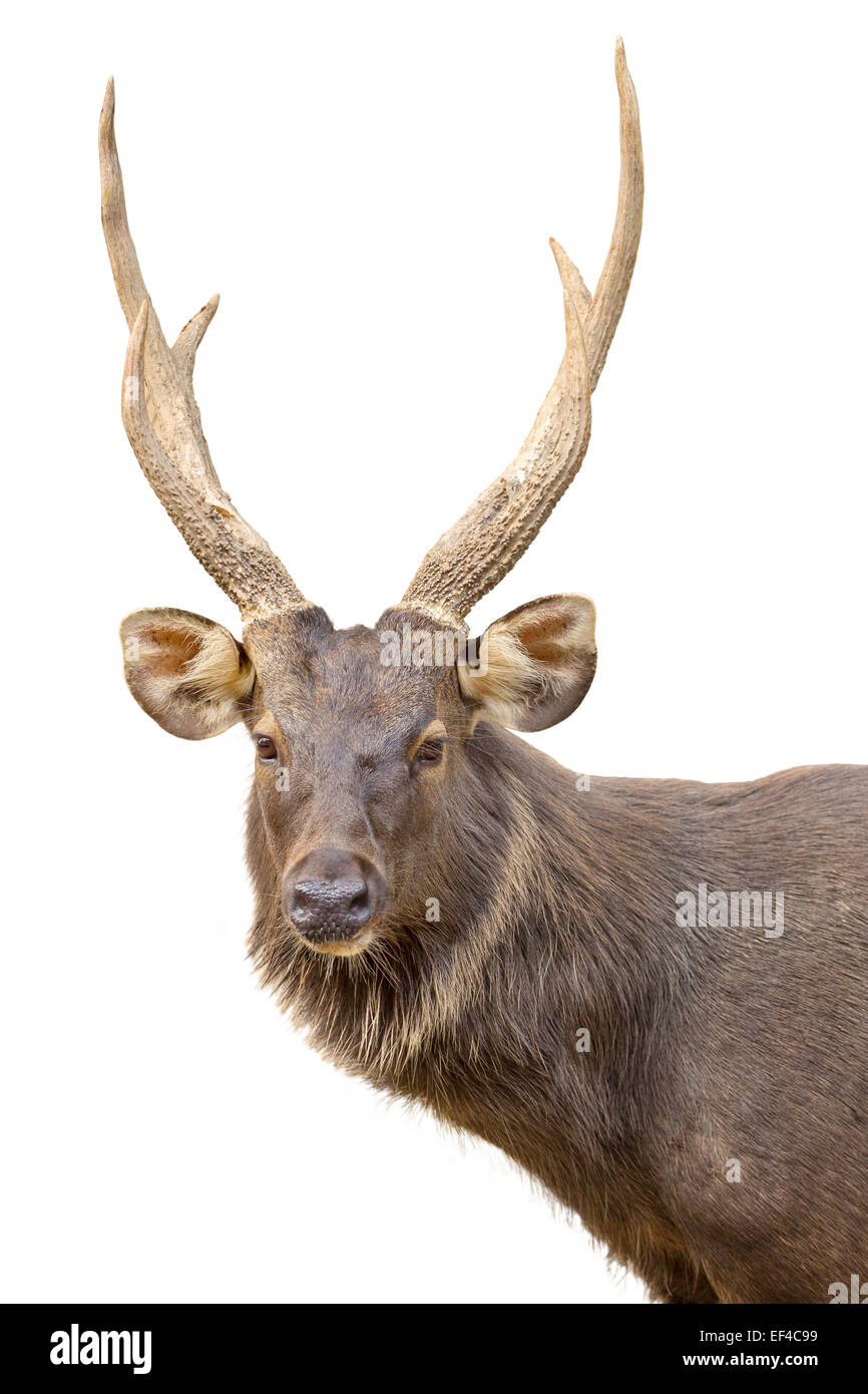 Deer head portrait isolated on white background Stock Photo - Alamy