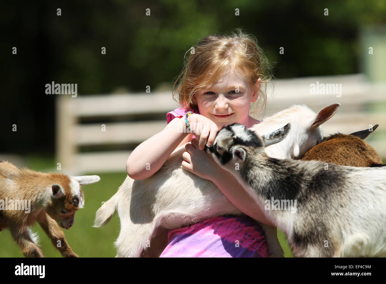 Girl and baby goats at the farm Stock Photo - Alamy