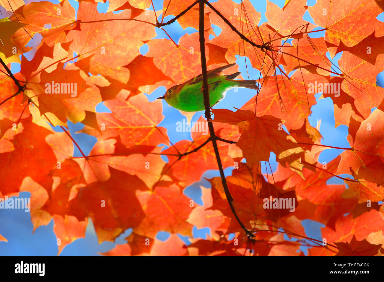 A bird lands on the branch of maple tree Stock Photo - Alamy